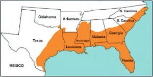 Alabama Alligator Hunting: Applications Taken Starting June 4 | The ...