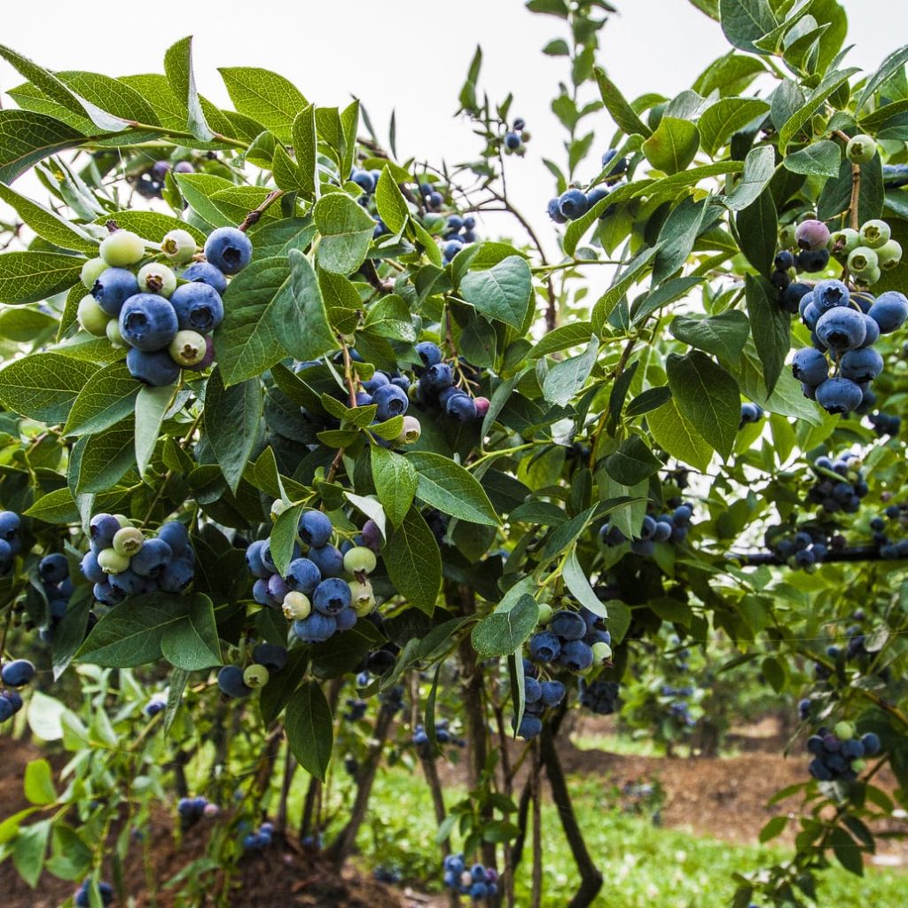 Preparing to Plant Blueberries | The Bibb Voice
