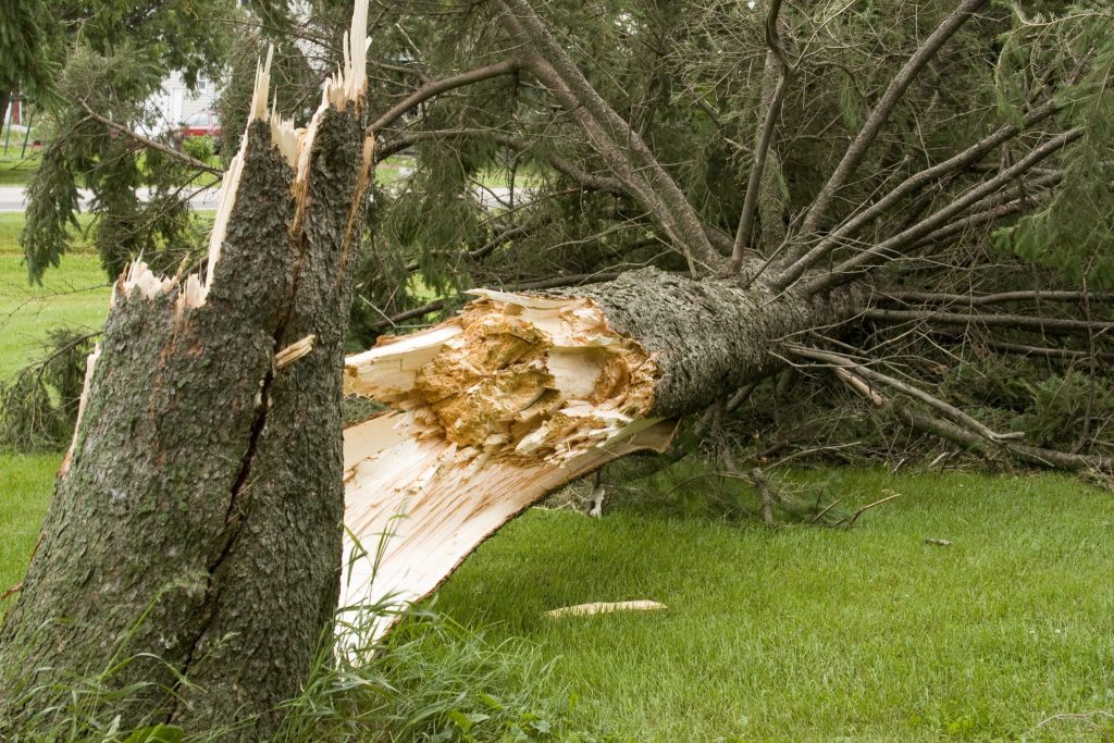 Identifying Potential Tree Hazards in Your Backyard | The Bibb Voice