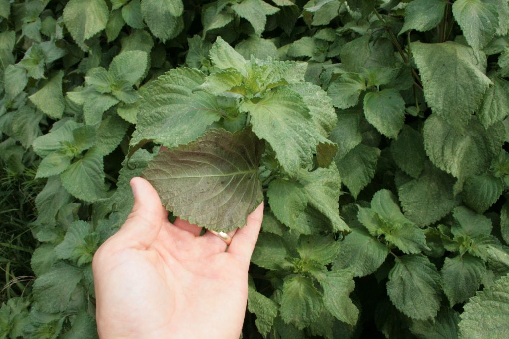 Perilla Mint a Danger to Livestock | The Bibb Voice