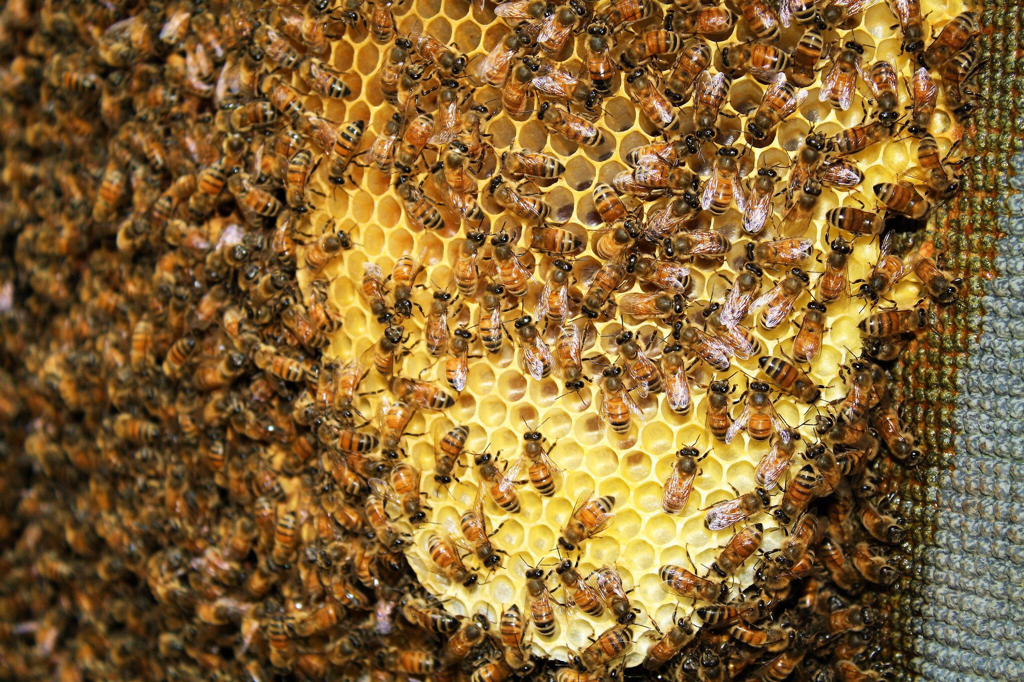 The 27th Annual Alabama Beekeepers’ Symposium | The Bibb Voice