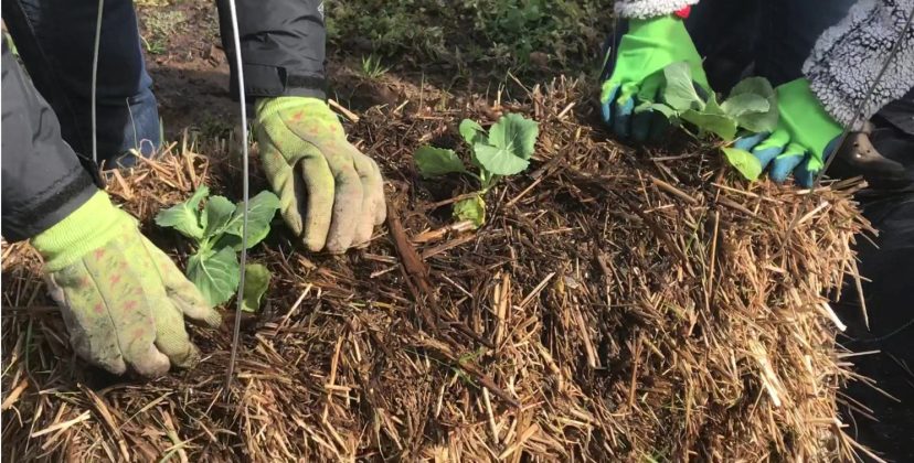 Raised Beds, Container and Hay Bale Gardening | The Bibb Voice