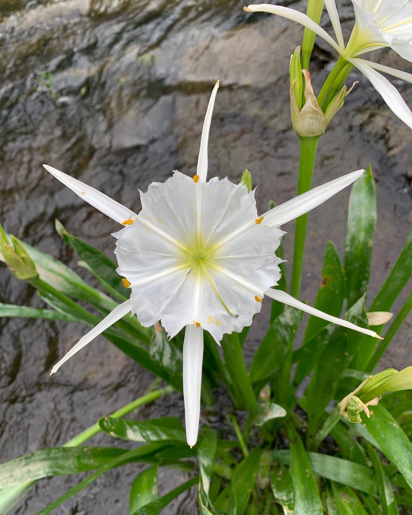 The 2024 Cahaba Lily Festival A Celebration of Nature and Knowledge The Bibb Voice